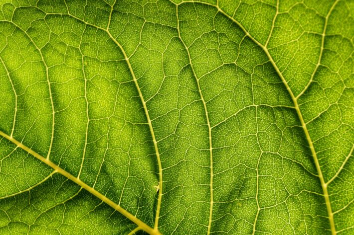 What is dendritic growth patterns? – Focuskeeper Glossary